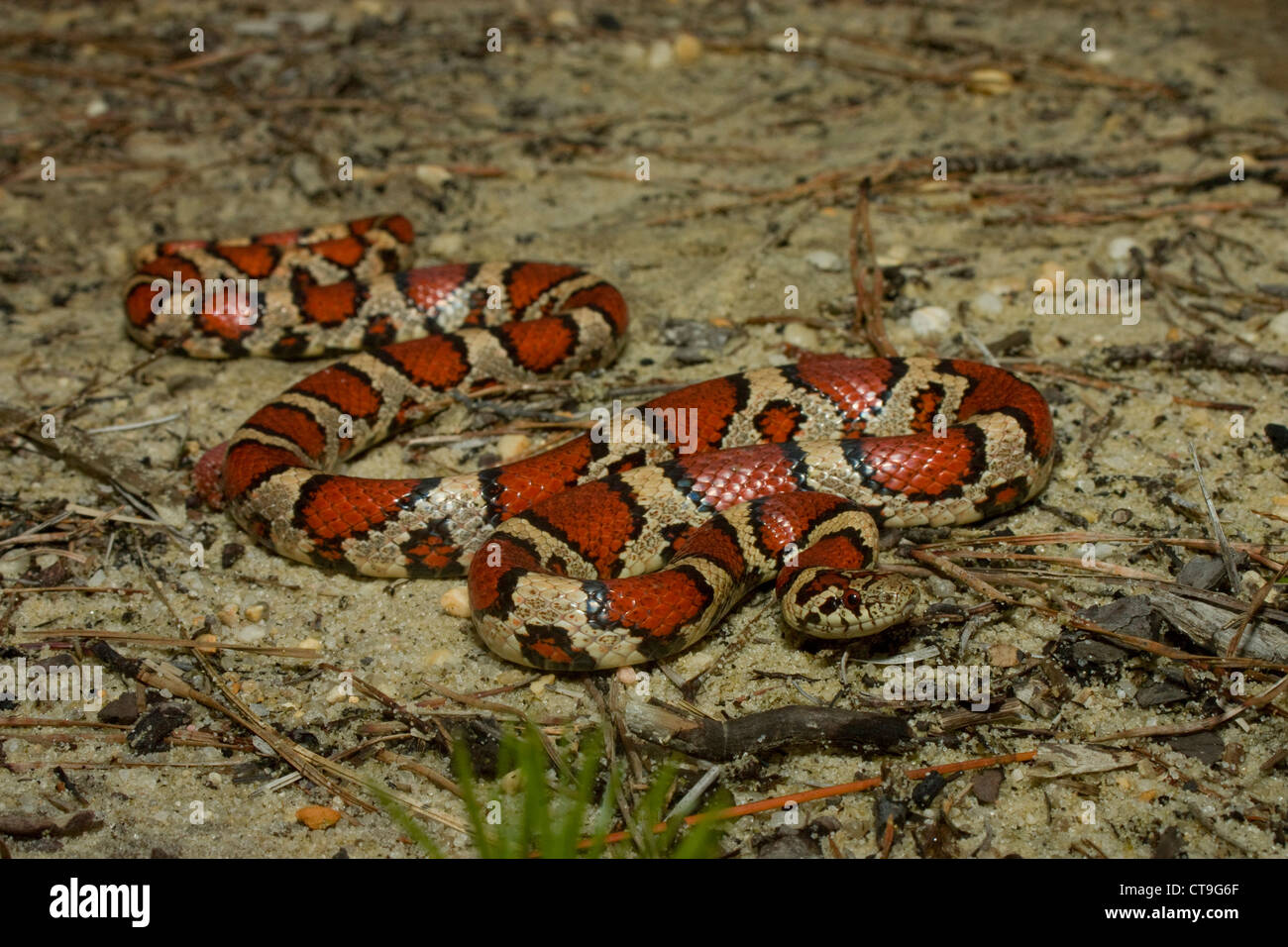 Coastal plain milksnake (Lampropeltis triangulum Stock Photo - Alamy