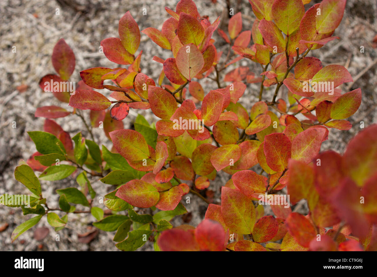 Low-bush blueberry (Vaccinium pallidum) showing fall colors Stock Photo ...