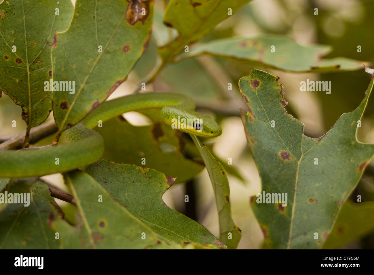 Plain tree snake hi-res stock photography and images - Alamy