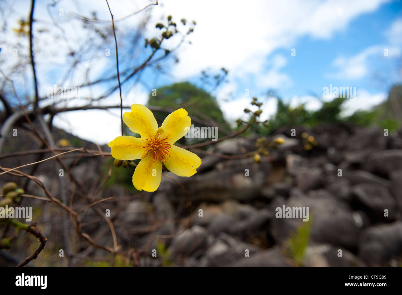 Yellow flower of a Kapok tree seen in winter at the Black Mountain ...