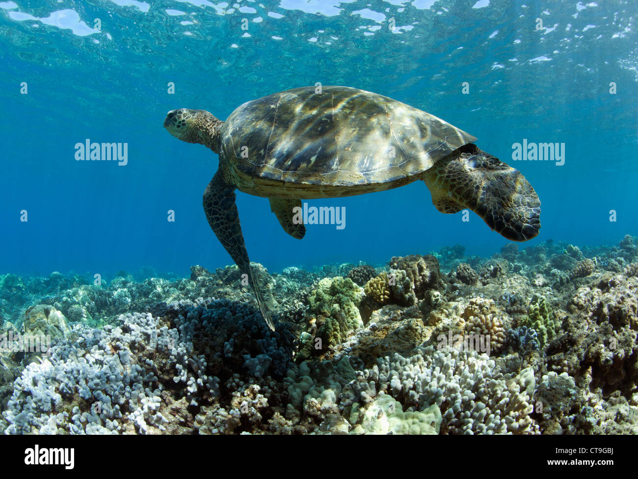 Hawaiian Green Sea Turtle Coral High Resolution Stock Photography and ...