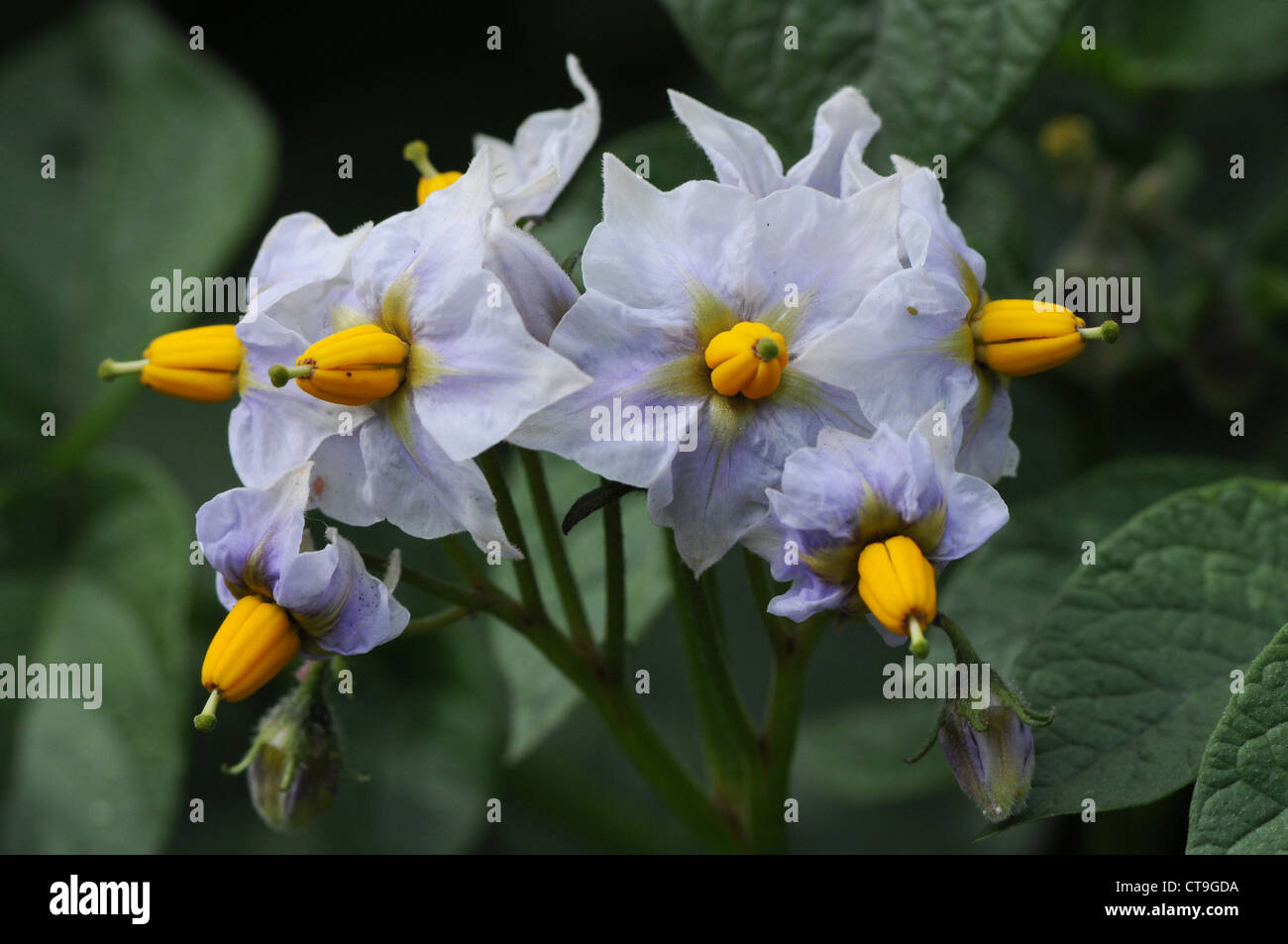 potato plant flowering in summer Stock Photo - Alamy