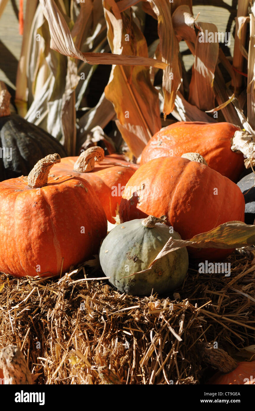 Squash in fall Stock Photo - Alamy