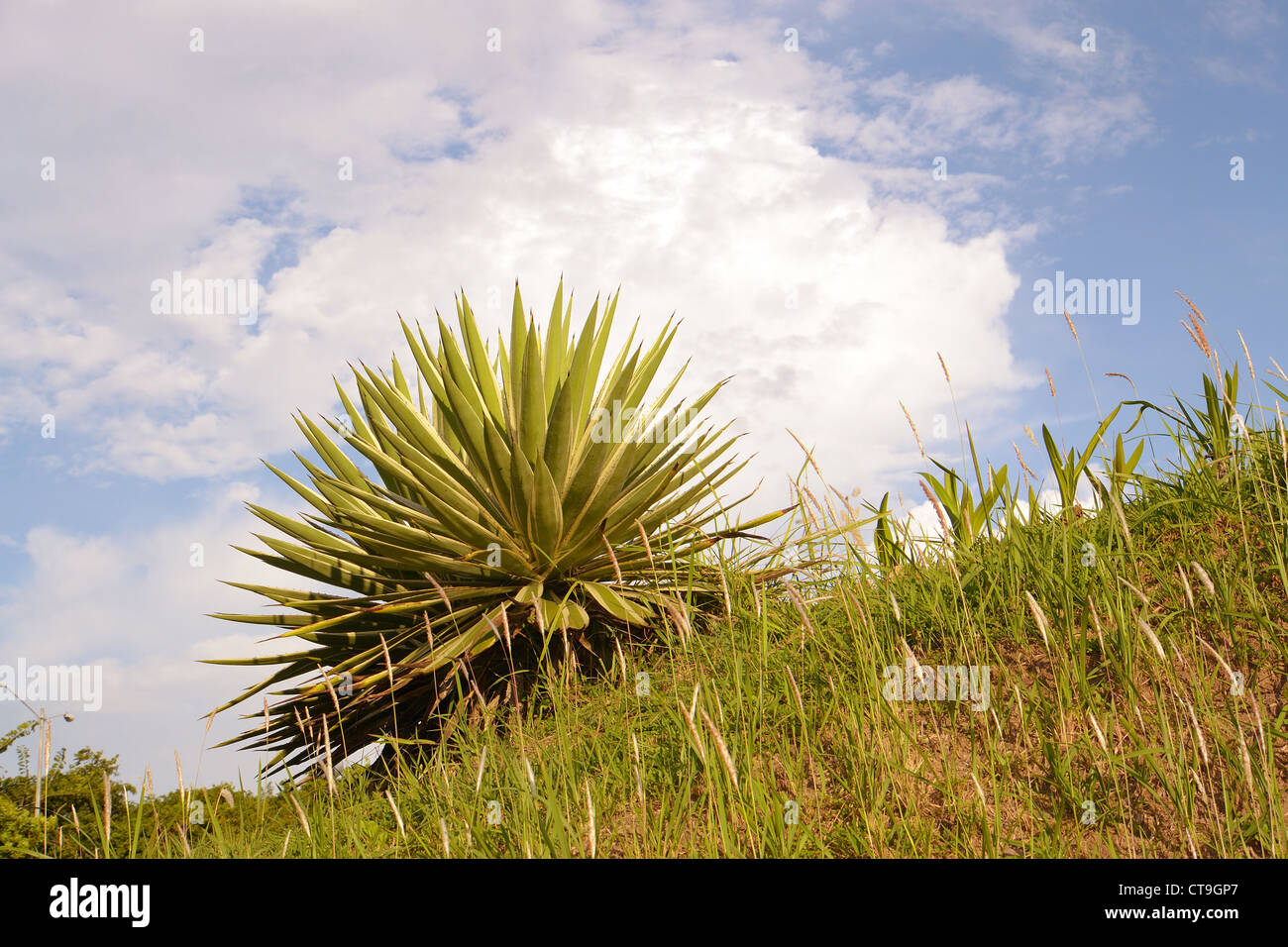 image of an agave plant in the hill with beautiful sky background Stock ...