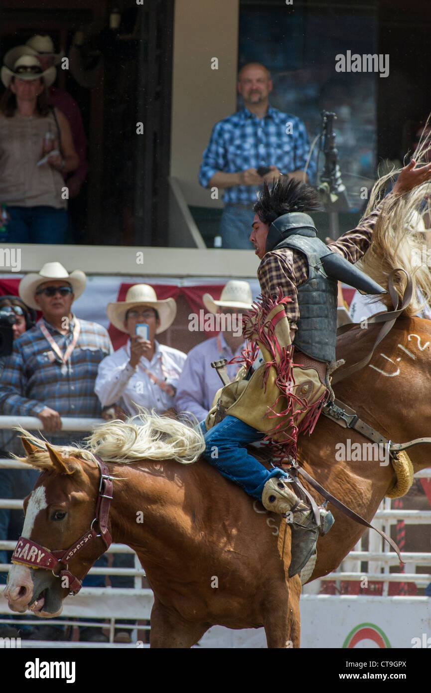 Novice saddle bronc event at the Calgary Stampede Rodeo Stock Photo - Alamy