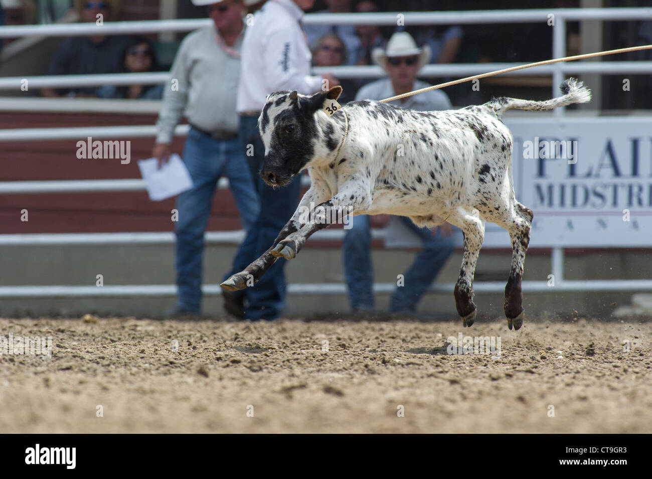 Calf roping event at the Calgary Stampede Rodeo Stock Photo - Alamy