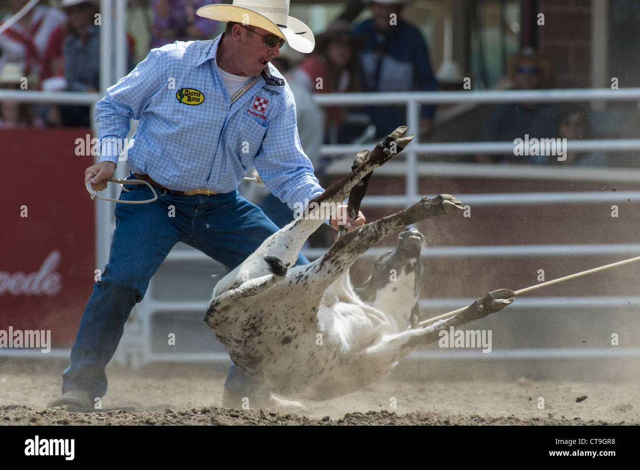 Calf roping hi-res stock photography and images - Alamy