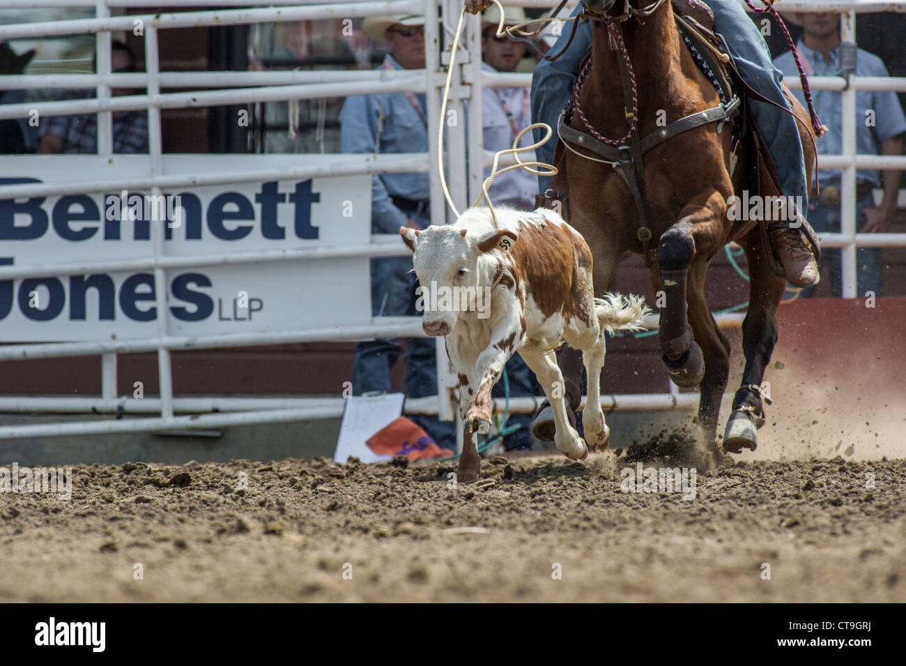 Calf roping hi-res stock photography and images - Alamy