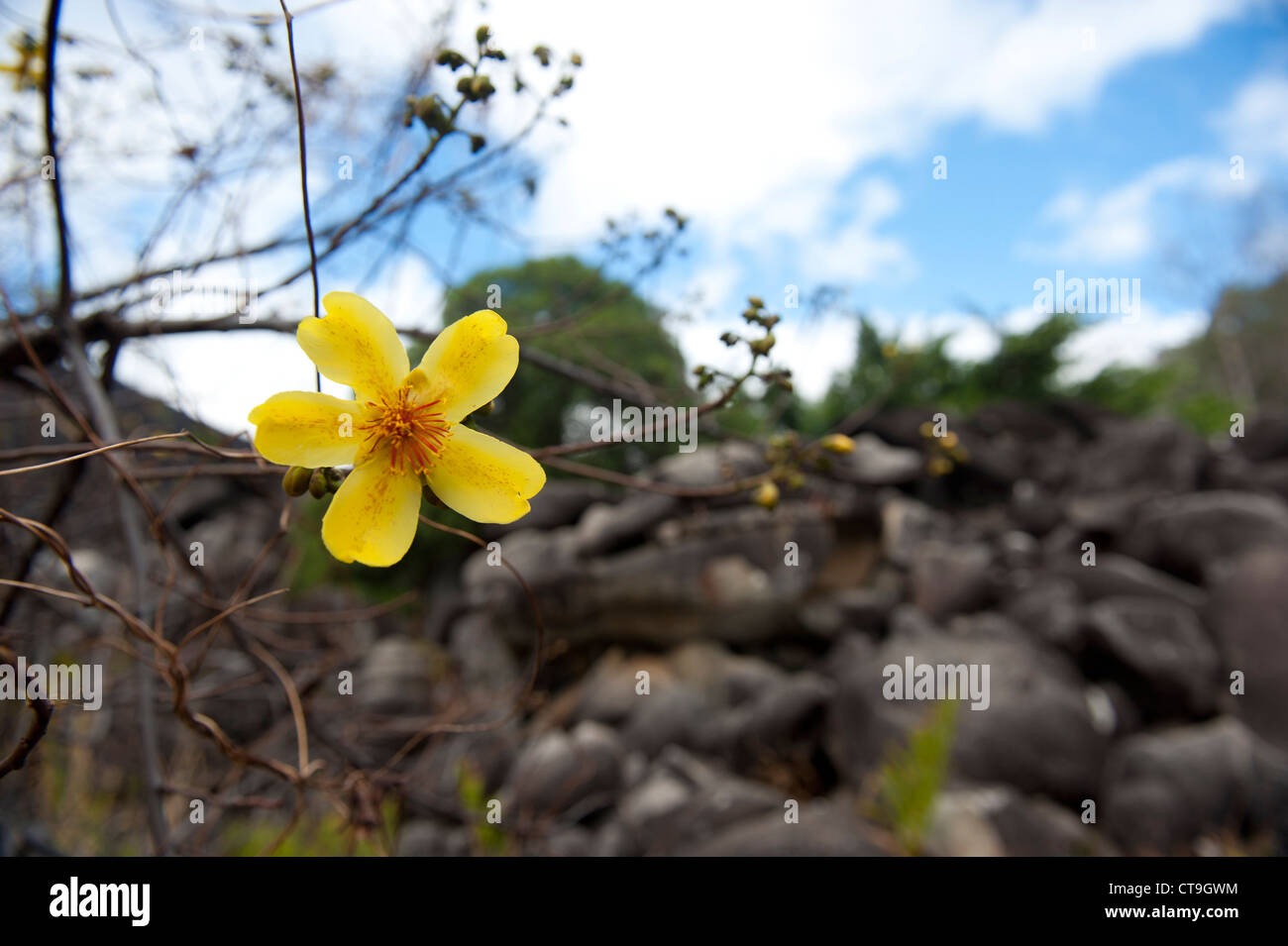 Kapok flower hi-res stock photography and images - Alamy