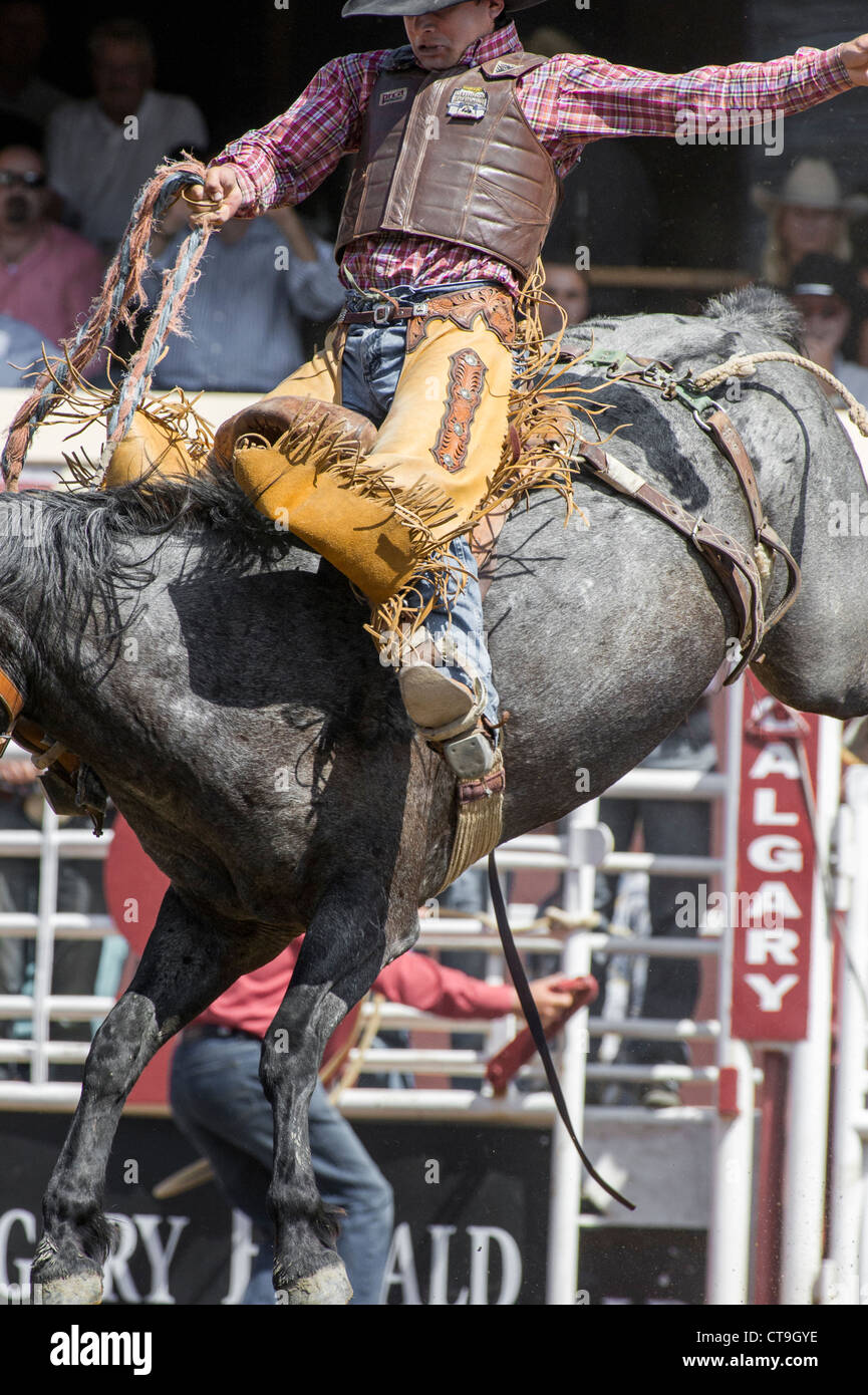 Saddle bronc event at the Calgary Stampede Rodeo Stock Photo - Alamy