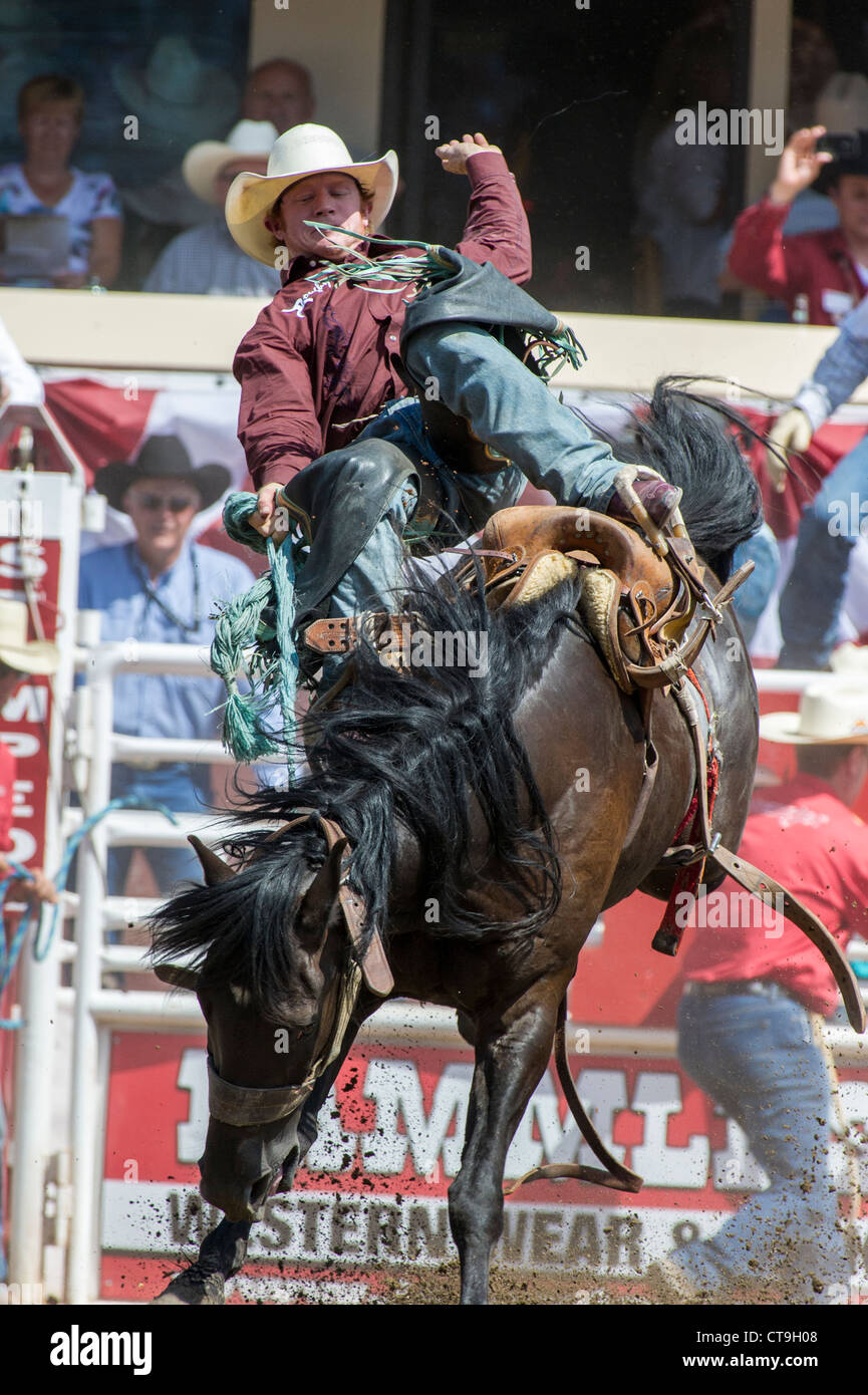 Saddle bronc event at the Calgary Stampede Rodeo Stock Photo - Alamy