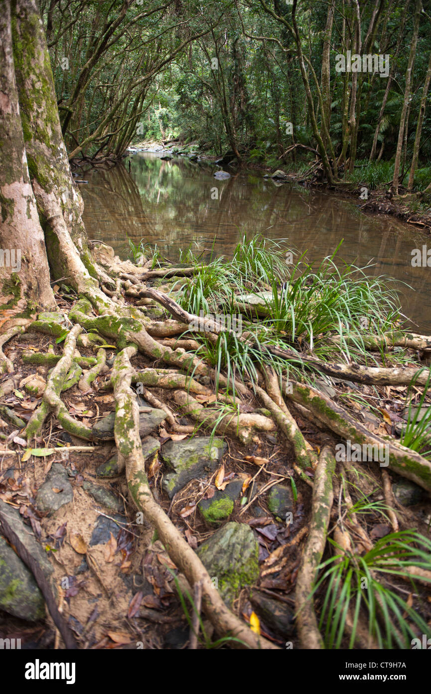 Daintree rainforest plants hi-res stock photography and images - Alamy