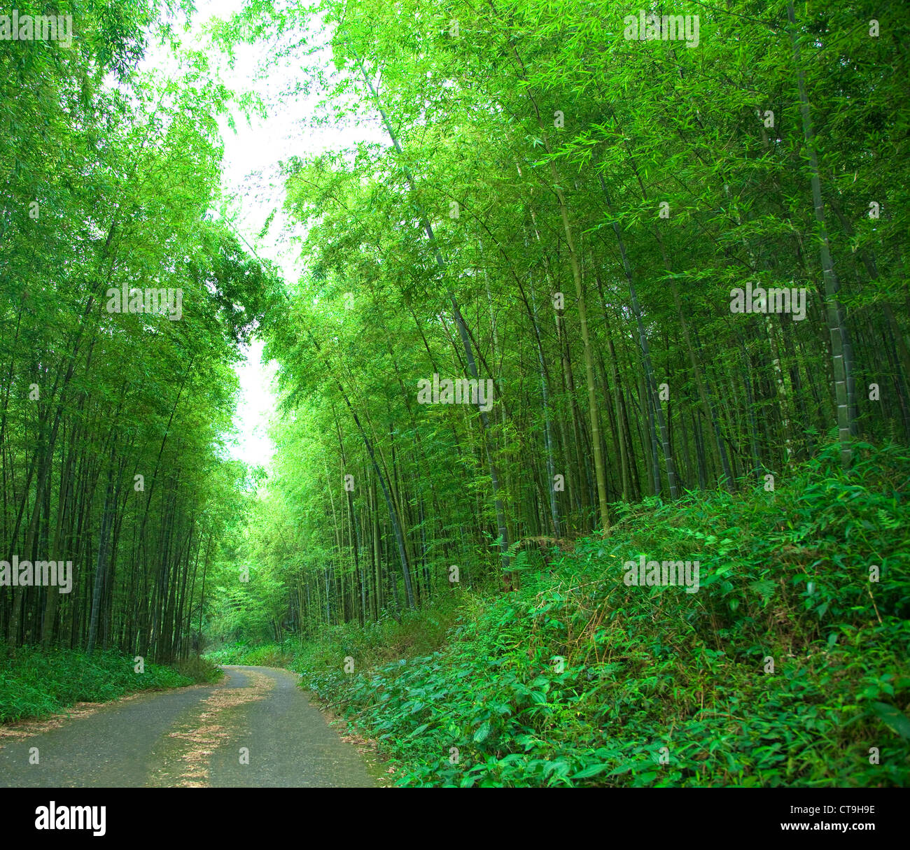Bamboo forest china hi-res stock photography and images - Alamy