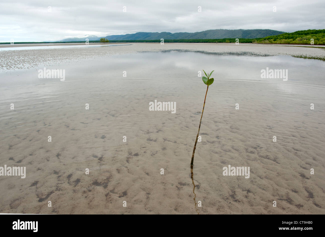 A young mangrove growing in the tidal mudflats of Cooya Beach in Far ...
