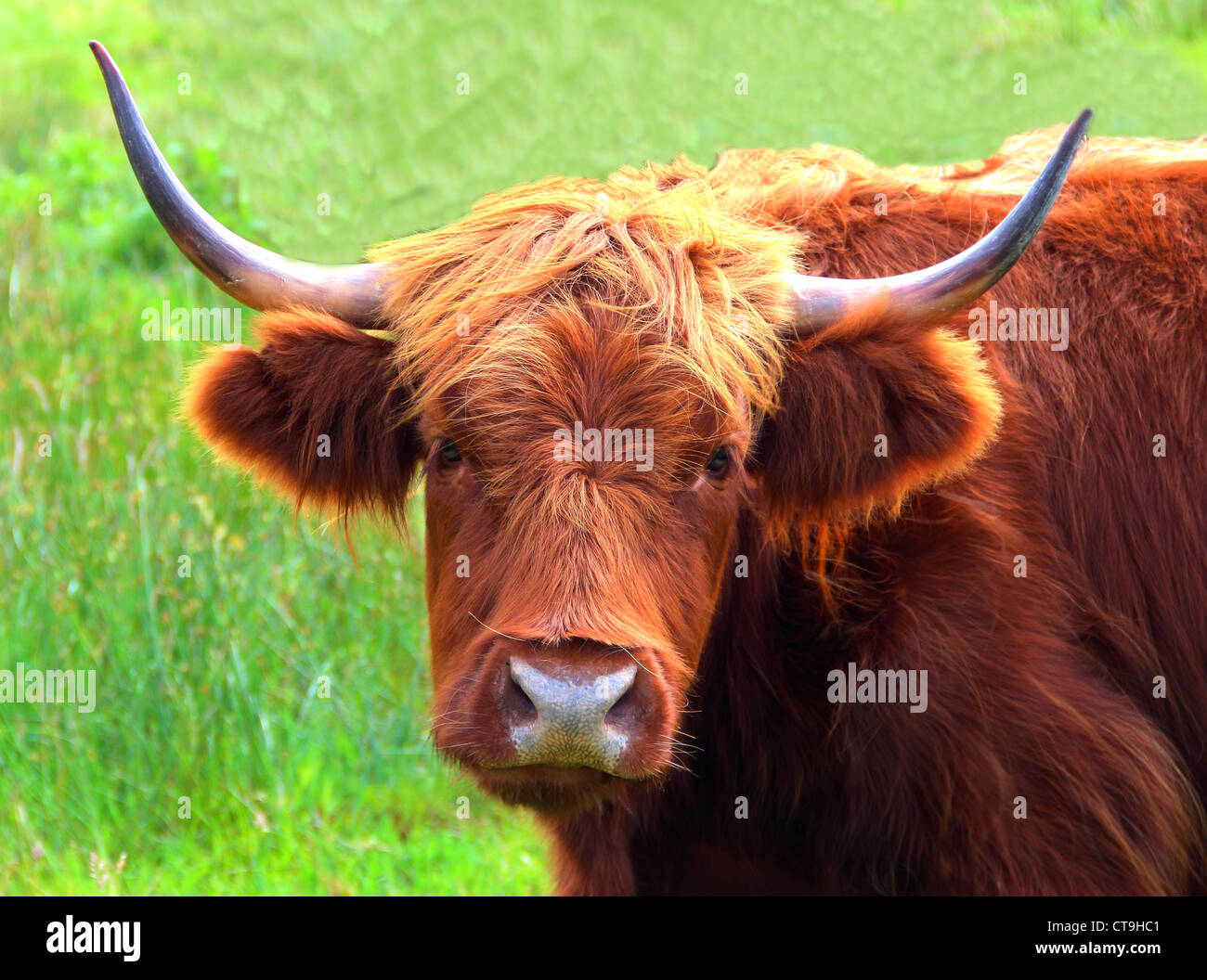 Highland cattle horns hi-res stock photography and images - Alamy
