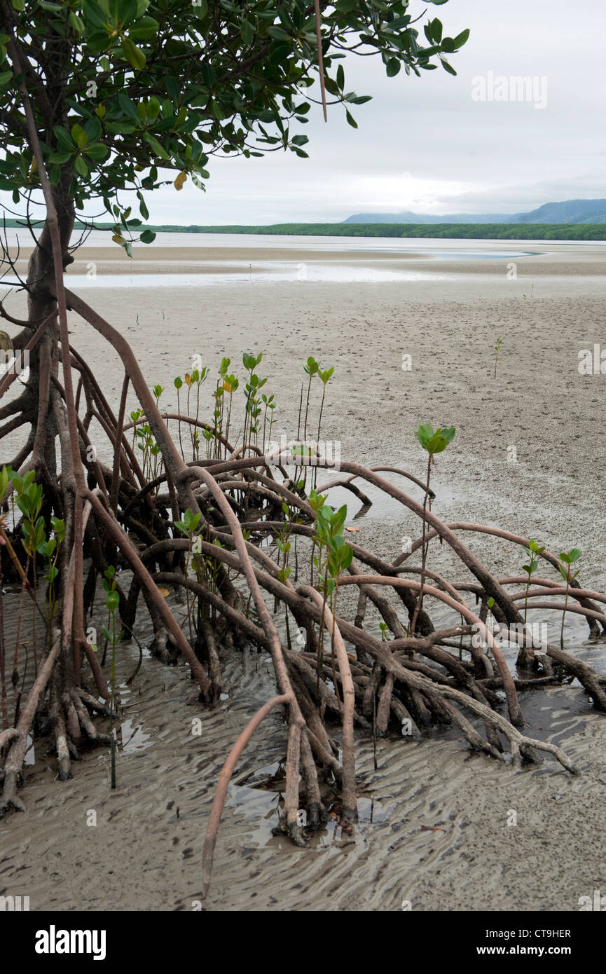 Mangrove roots exposed at low tide with their young shoots at Cooya Bay ...