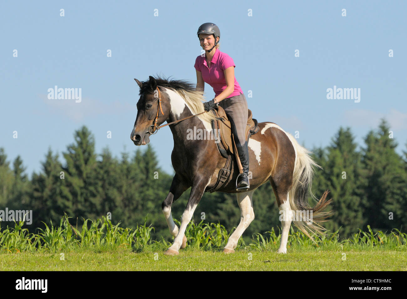 Young rider on back of a Lewitz pony galloping during a ride out Stock ...
