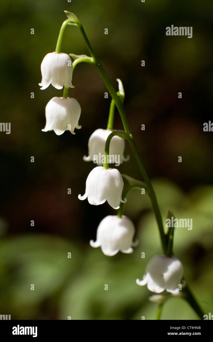 May-lily Convollaria majalis commonly known as the Lily of the Valley ...