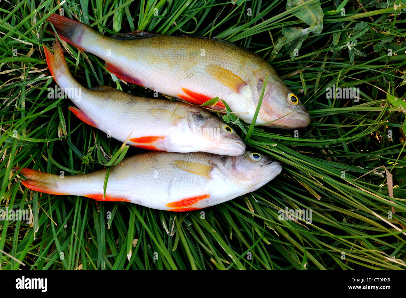 Pond perches hi-res stock photography and images - Alamy