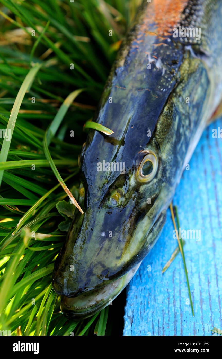 Сlose-up of a pike's head Stock Photo - Alamy