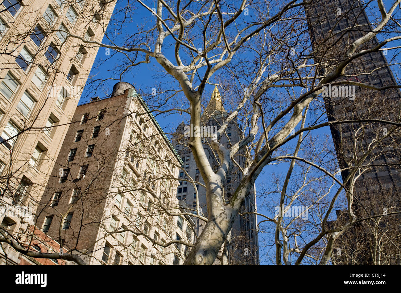 tree on Madison Square NY Stock Photo - Alamy
