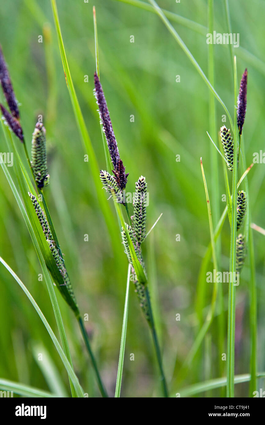Tufted Sedge Carex elata inflorescense in closeup in Kemeru National ...