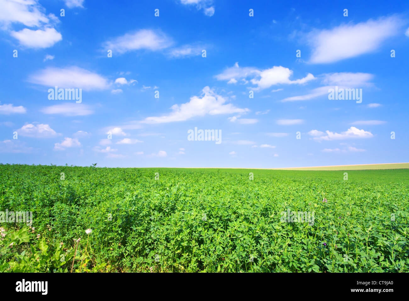 Lucerne field hi-res stock photography and images - Alamy