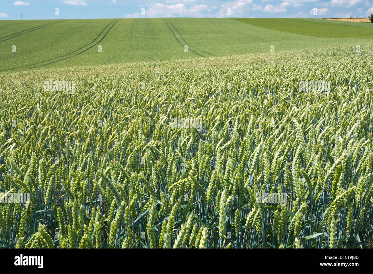 summer country wheat field in France Stock Photo - Alamy