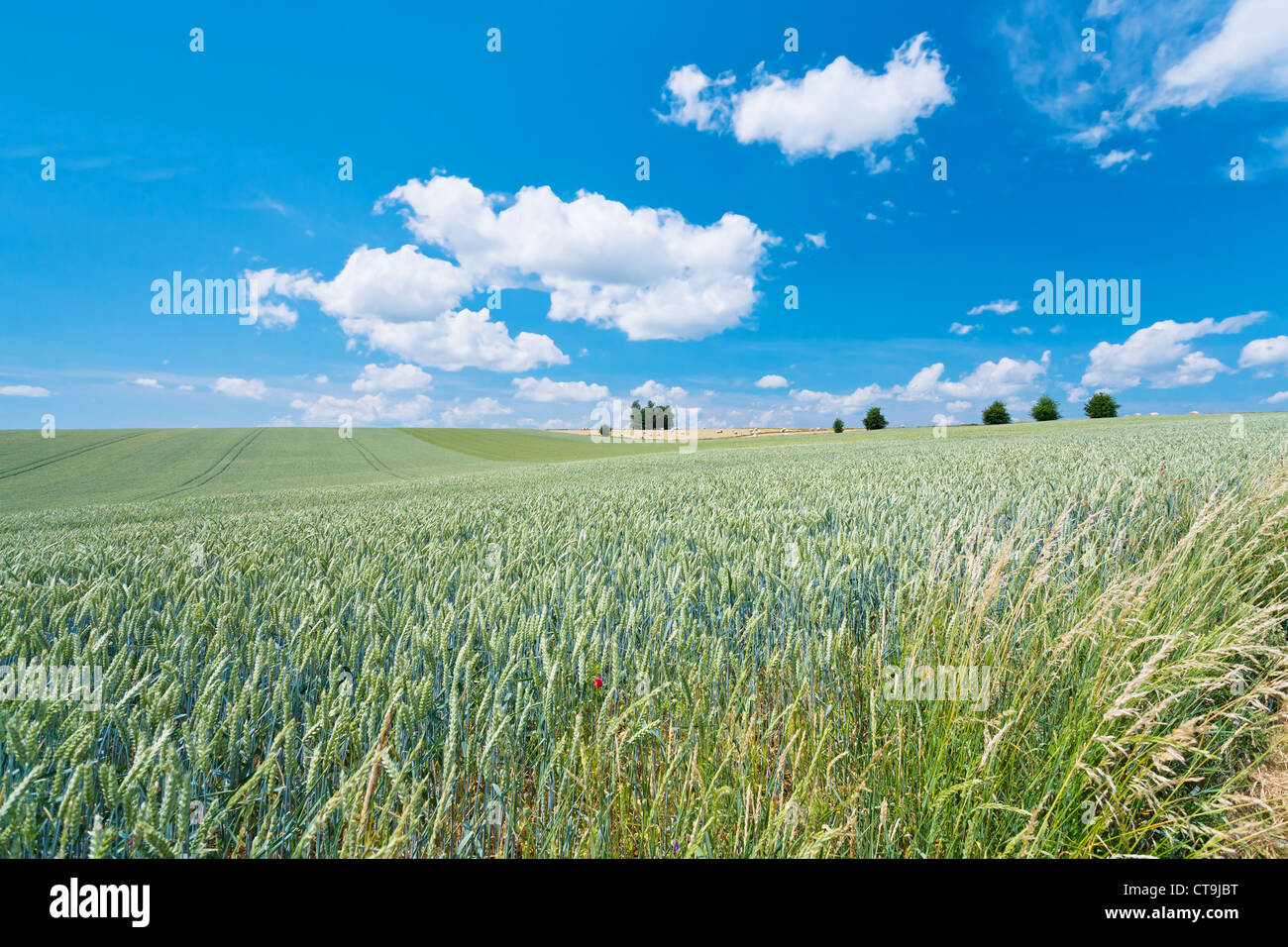 summer wheat country field in France Stock Photo - Alamy