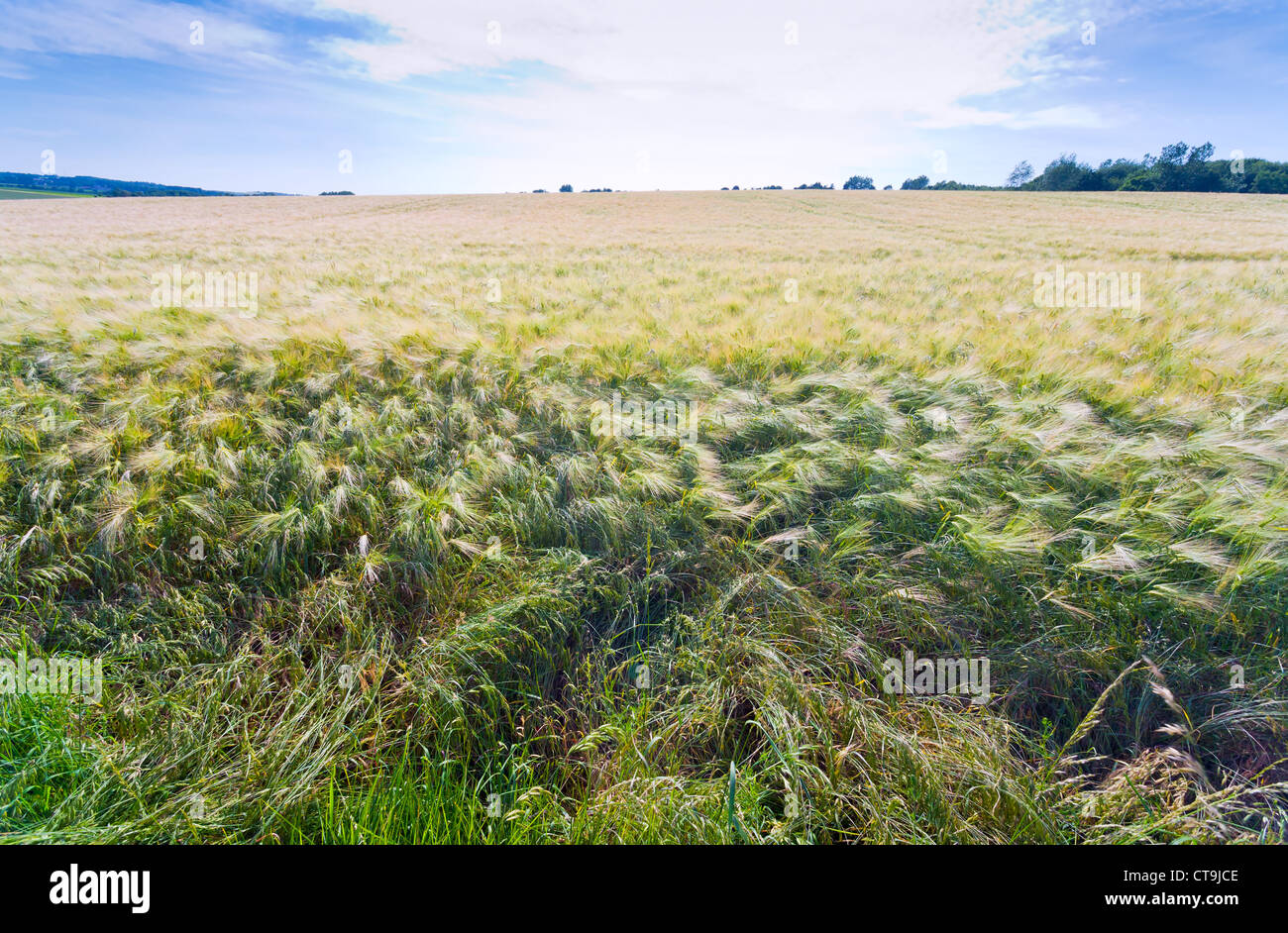 Summer day in the country hi-res stock photography and images - Alamy