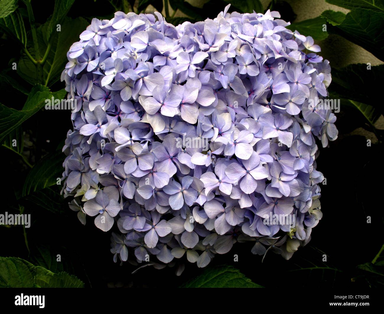 Blue hortensia flower,hydrangea,Finistere,Brittany,Bretagne,France ...