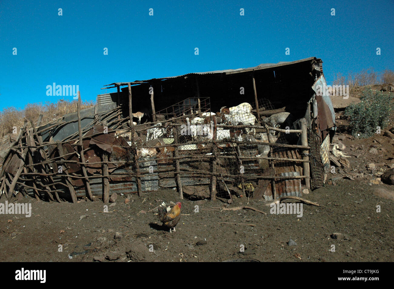 Kraal for goats in Soweto Stock Photo - Alamy