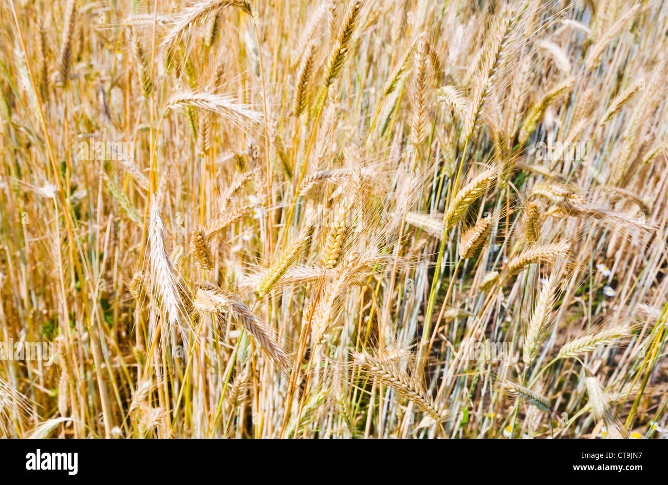 yellow rye ears close up in field Stock Photo - Alamy