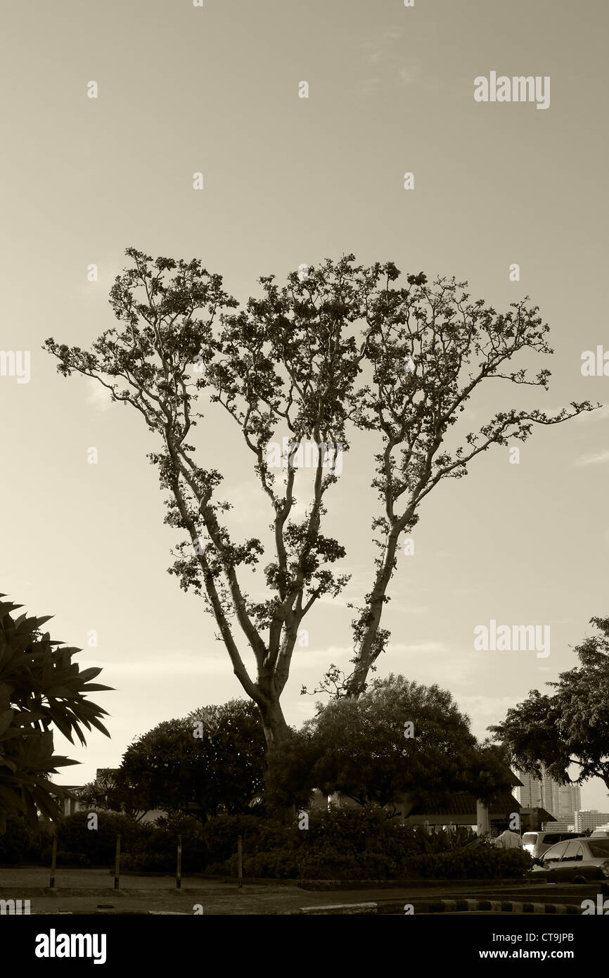 monochrome image of a tall tree with clear sky in the background Stock ...