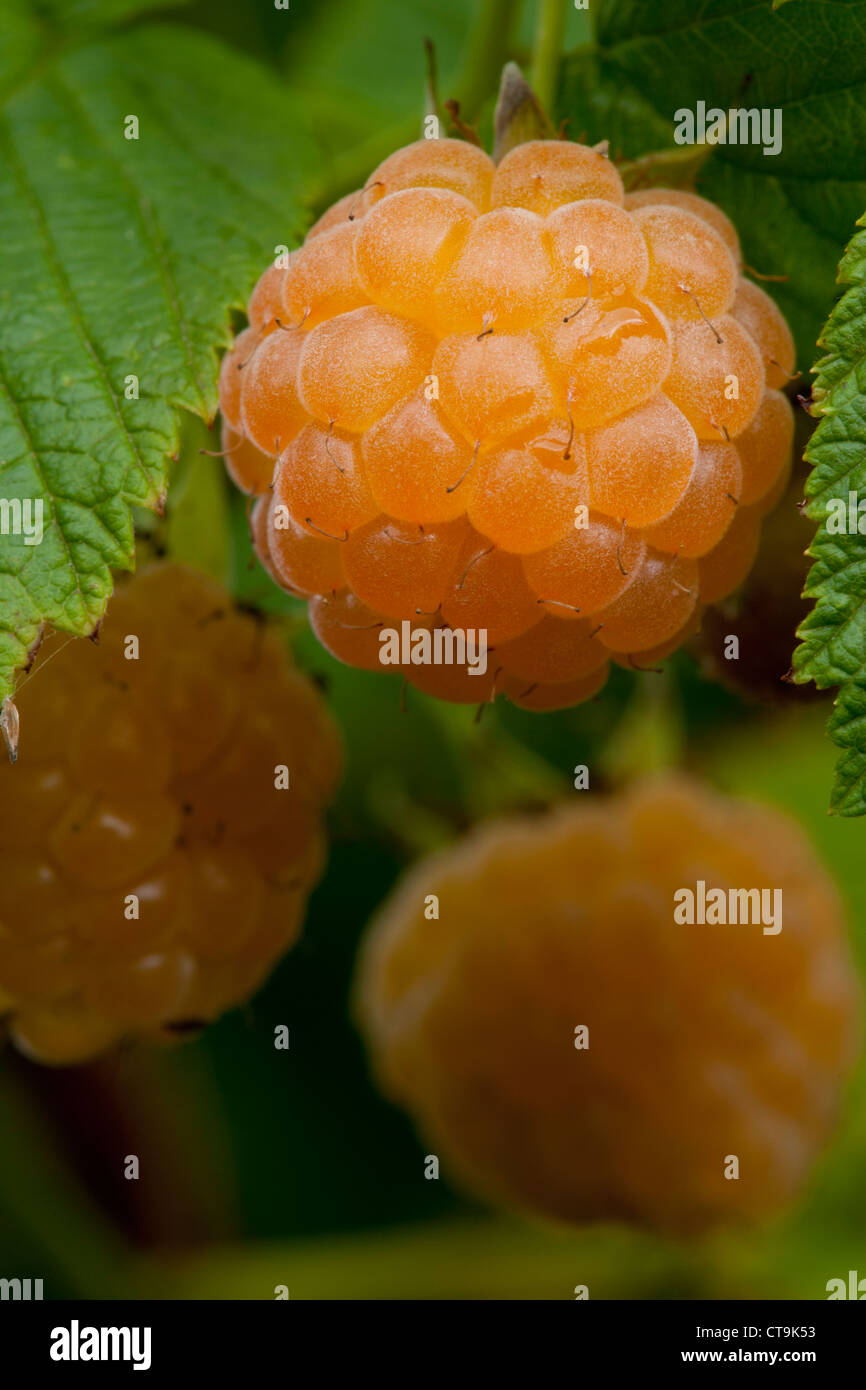 Orange Raspberries growing Stock Photo - Alamy