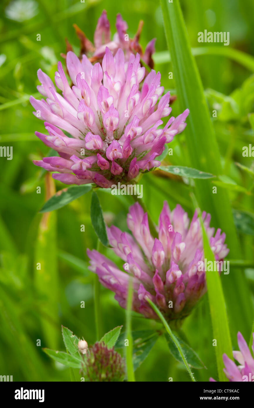 Red meadow clover hi-res stock photography and images - Alamy