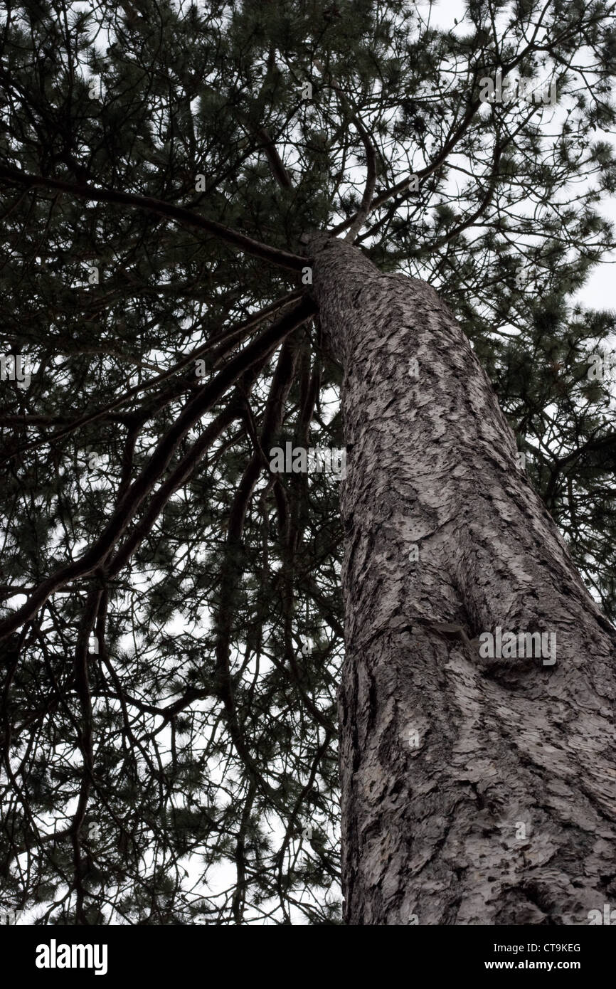 Corsican Pine High Resolution Stock Photography and Images - Alamy
