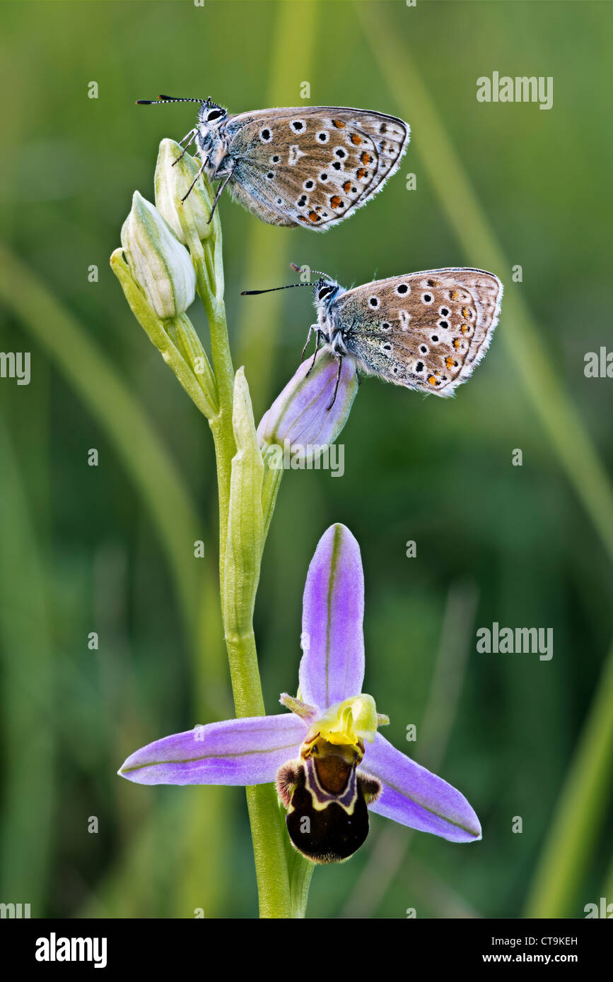 Adonis blue hi-res stock photography and images - Alamy
