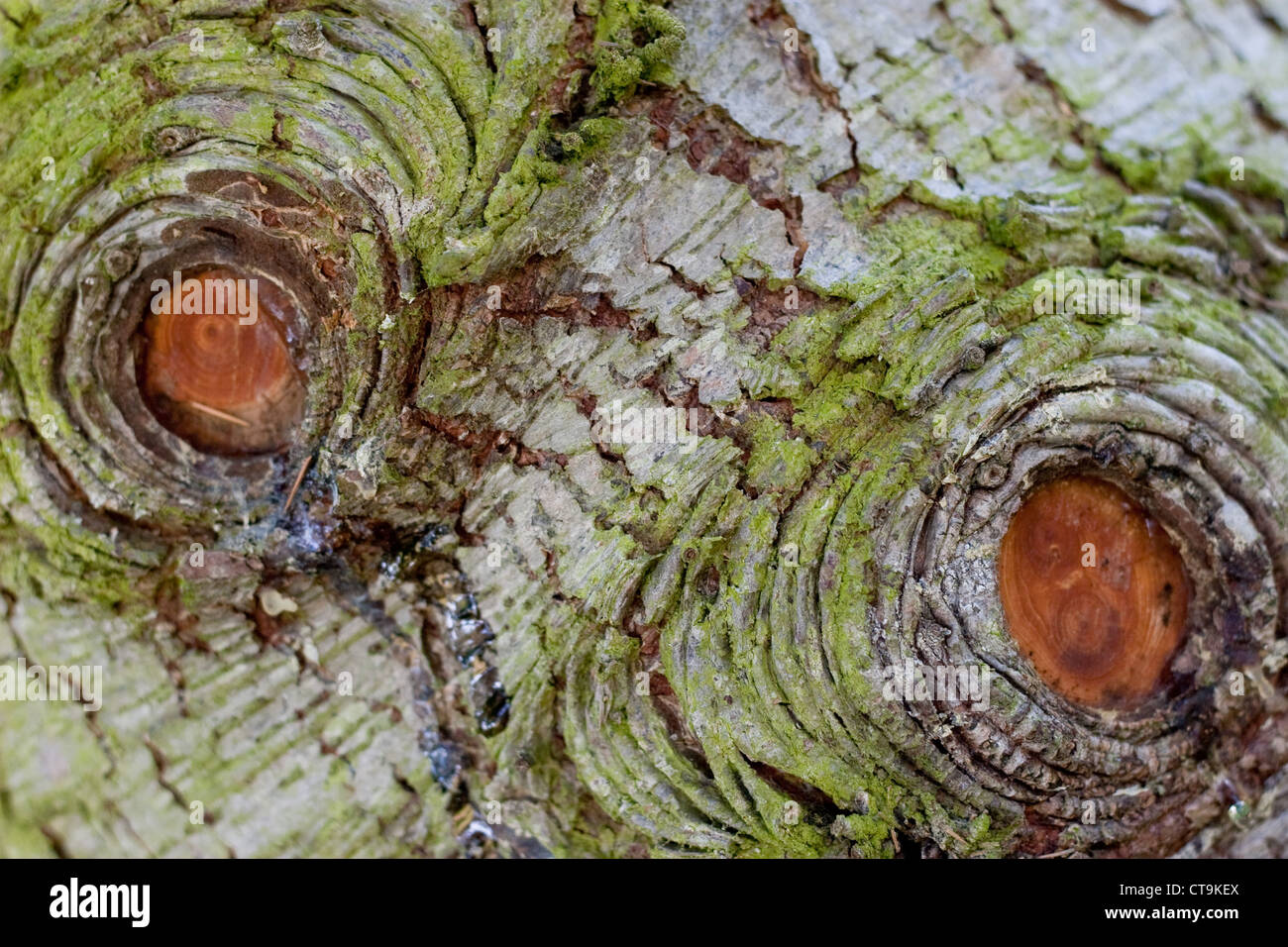 Cedrus Libani High Resolution Stock Photography and Images - Alamy