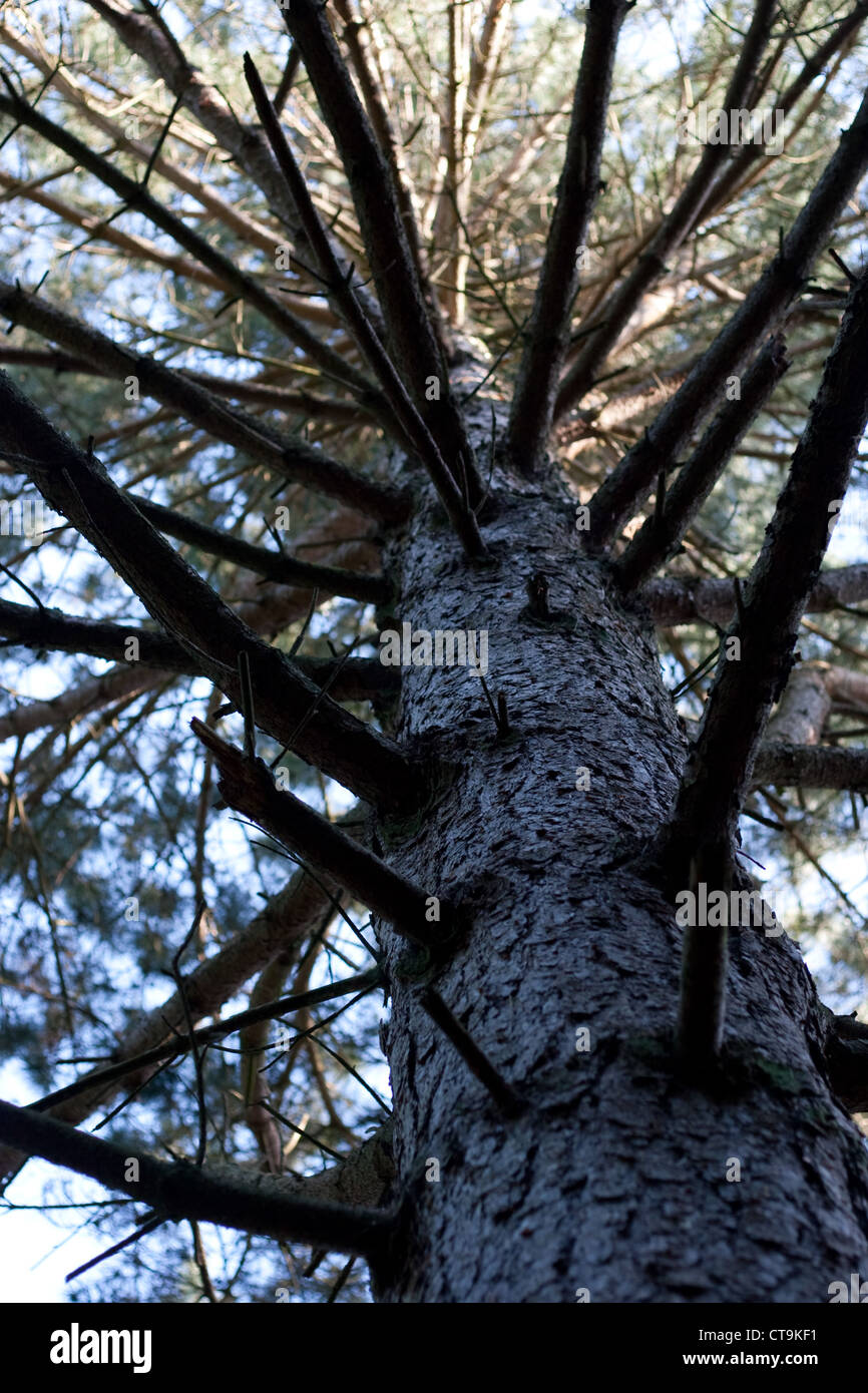 Crimean pine tree hi-res stock photography and images - Alamy