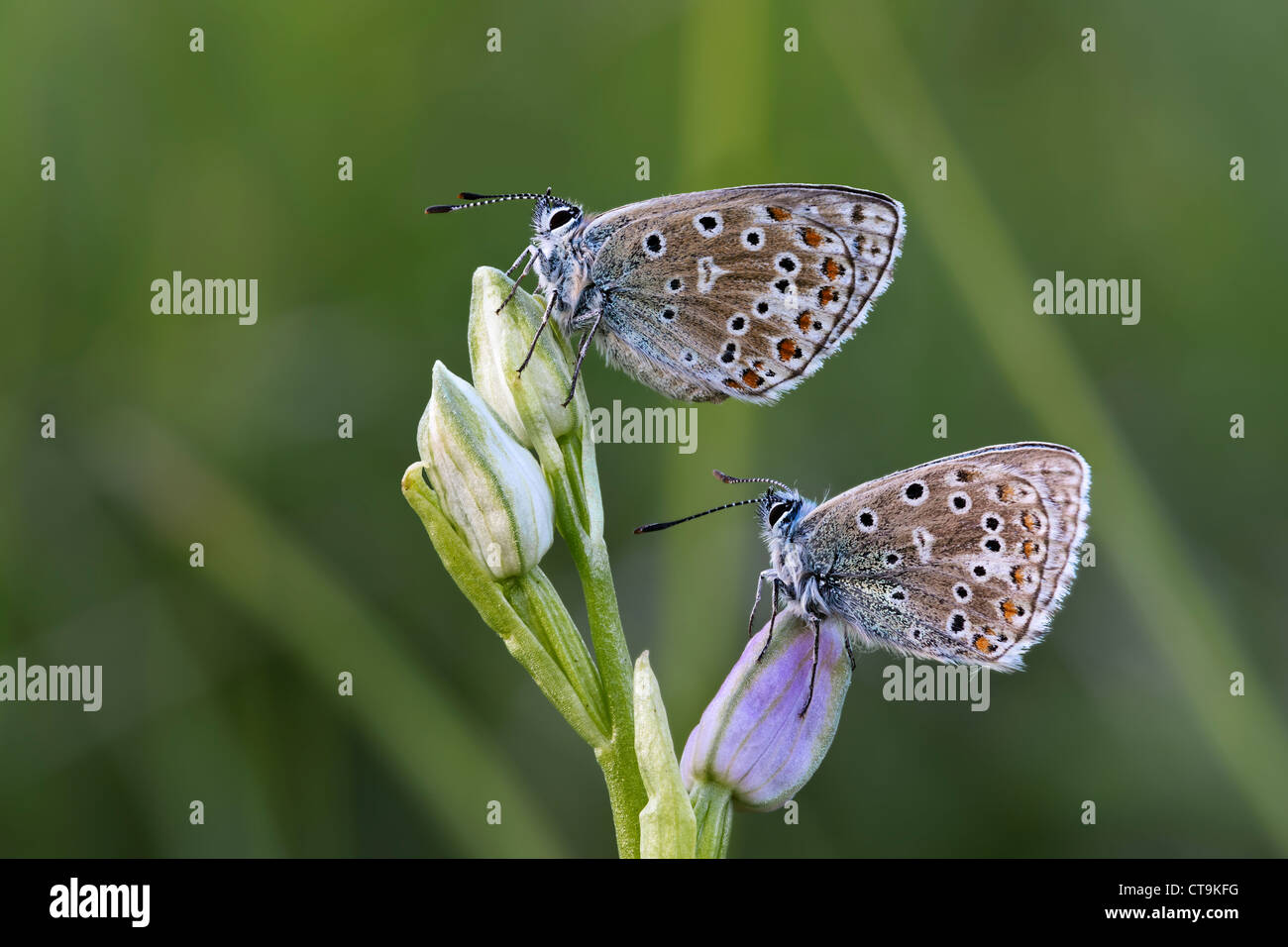 adonis blue Lysandra Polyommatus bellargus Stock Photo - Alamy