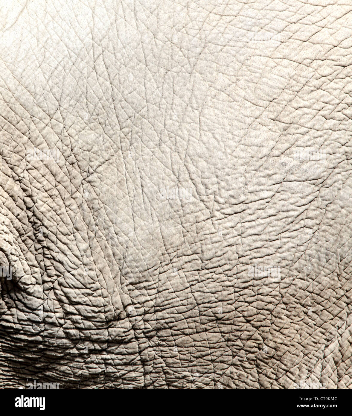 Elephant skin texture, background Stock Photo - Alamy
