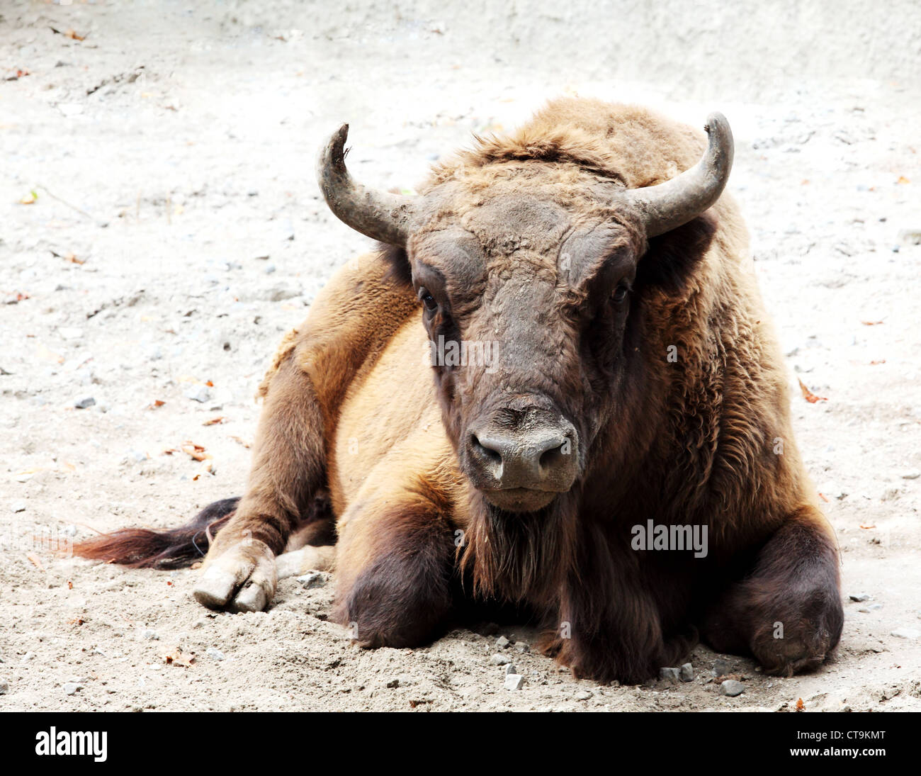 Aurochs hi-res stock photography and images - Alamy