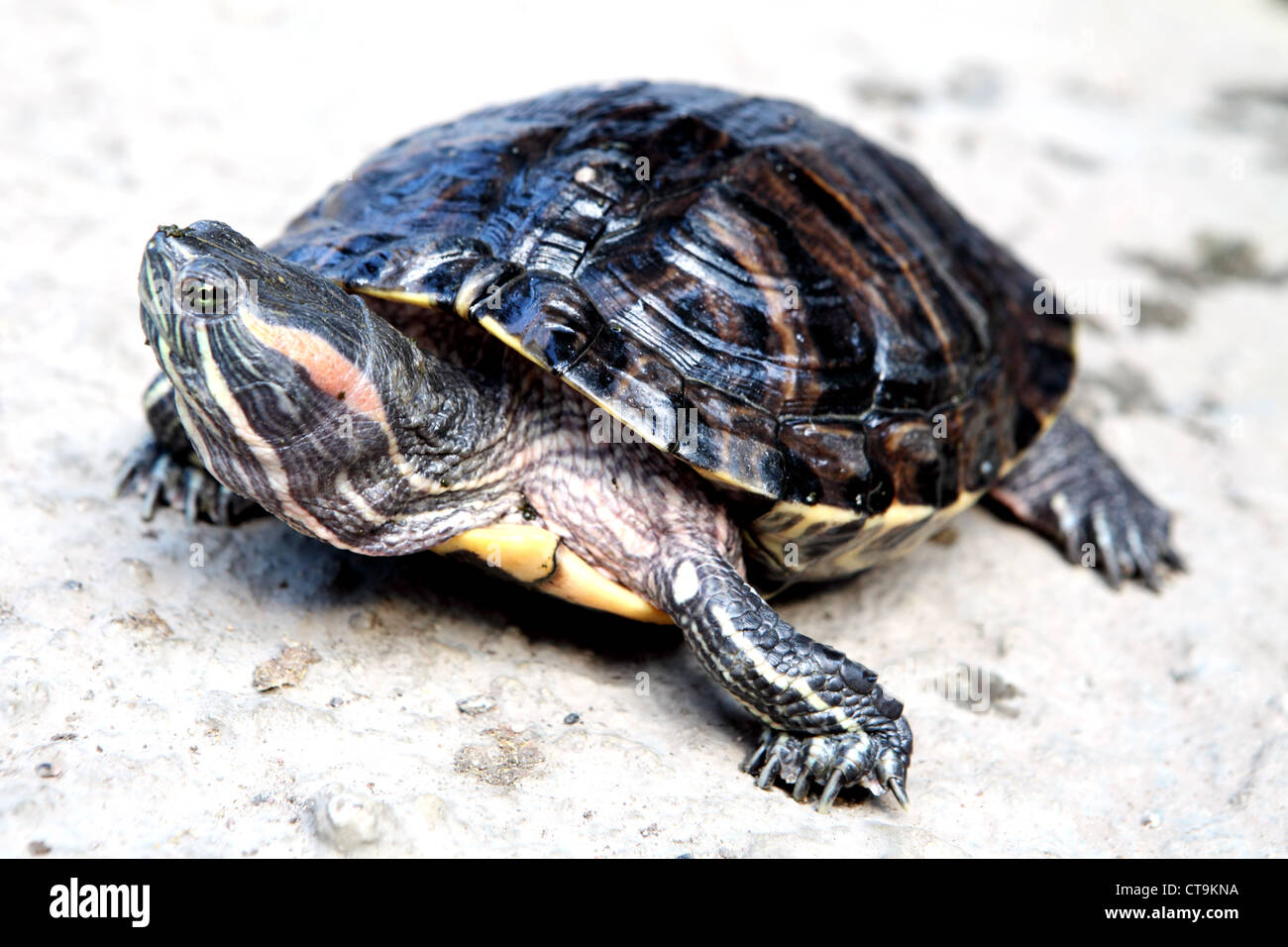 pond slider (Trachemys scripta Stock Photo - Alamy
