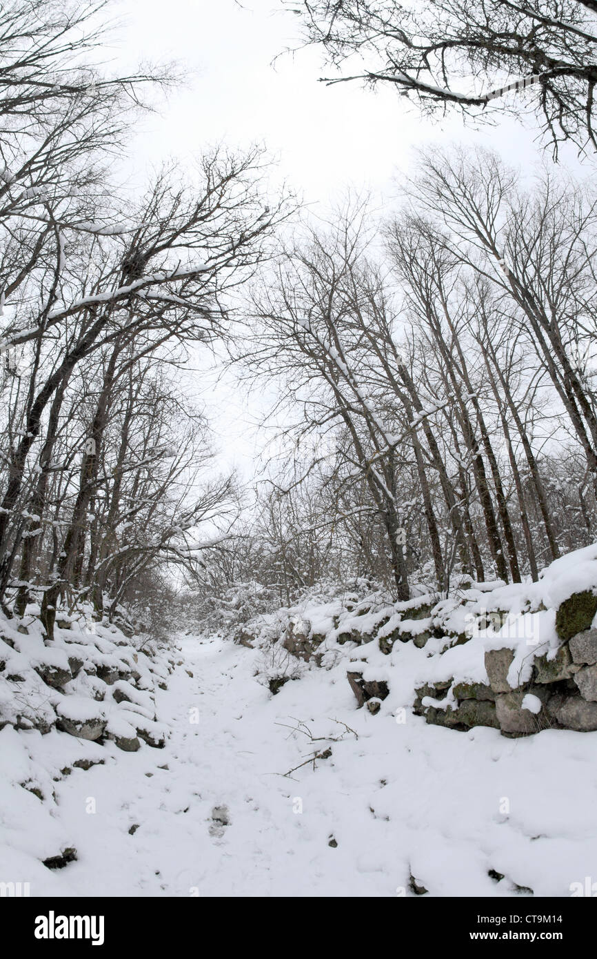 Deciduous forest in winter with fisheye view Stock Photo - Alamy