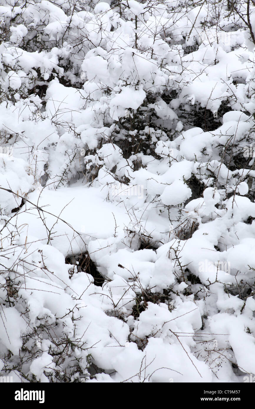 texture of tree in to snow Stock Photo - Alamy