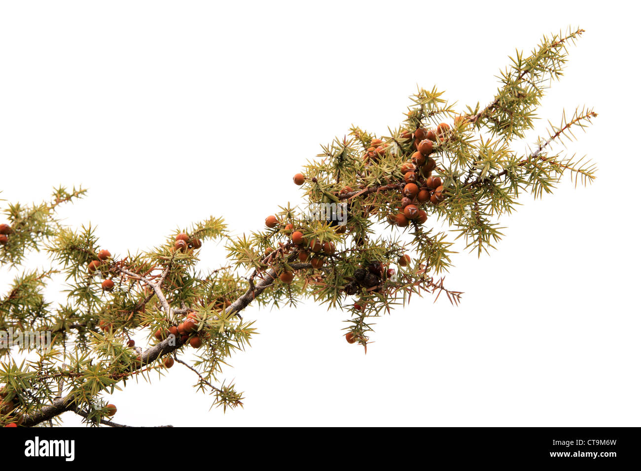 Juniper branch on the white background (Juniperus communis Stock Photo ...