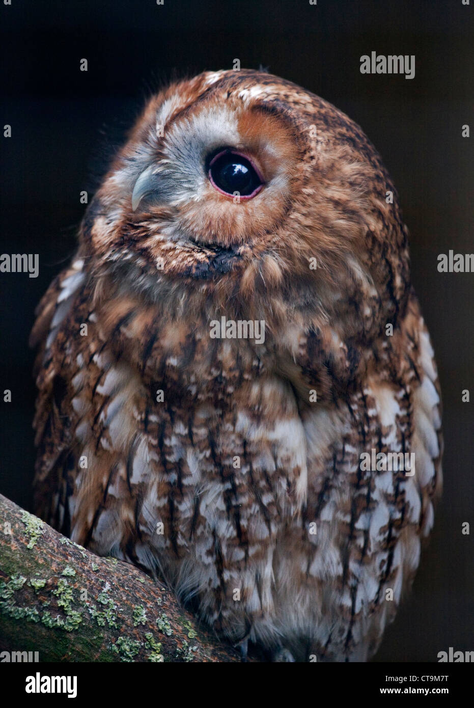 Tawny Owl (strix aluco Stock Photo - Alamy