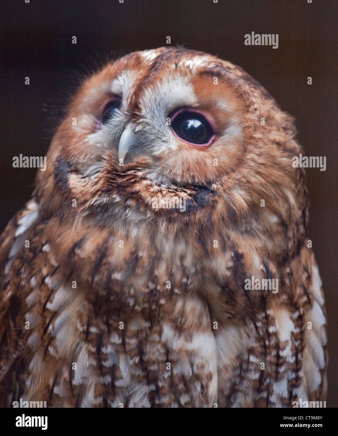 Tawny Owl (strix aluco Stock Photo - Alamy