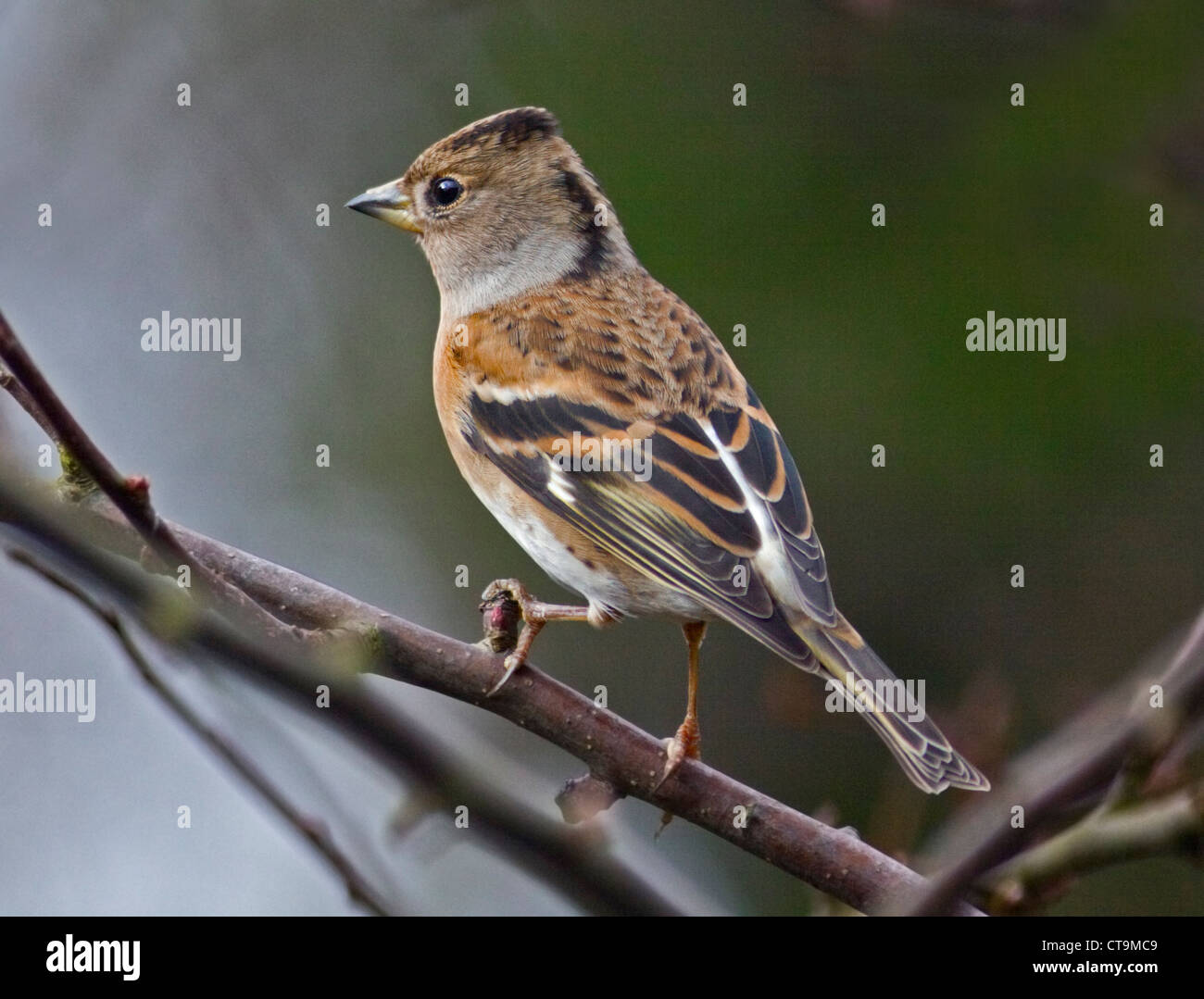 Bramblings in tree hi-res stock photography and images - Alamy